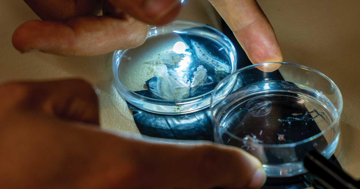 Mobile microscopes: Technology helps identify plankton in the field ...